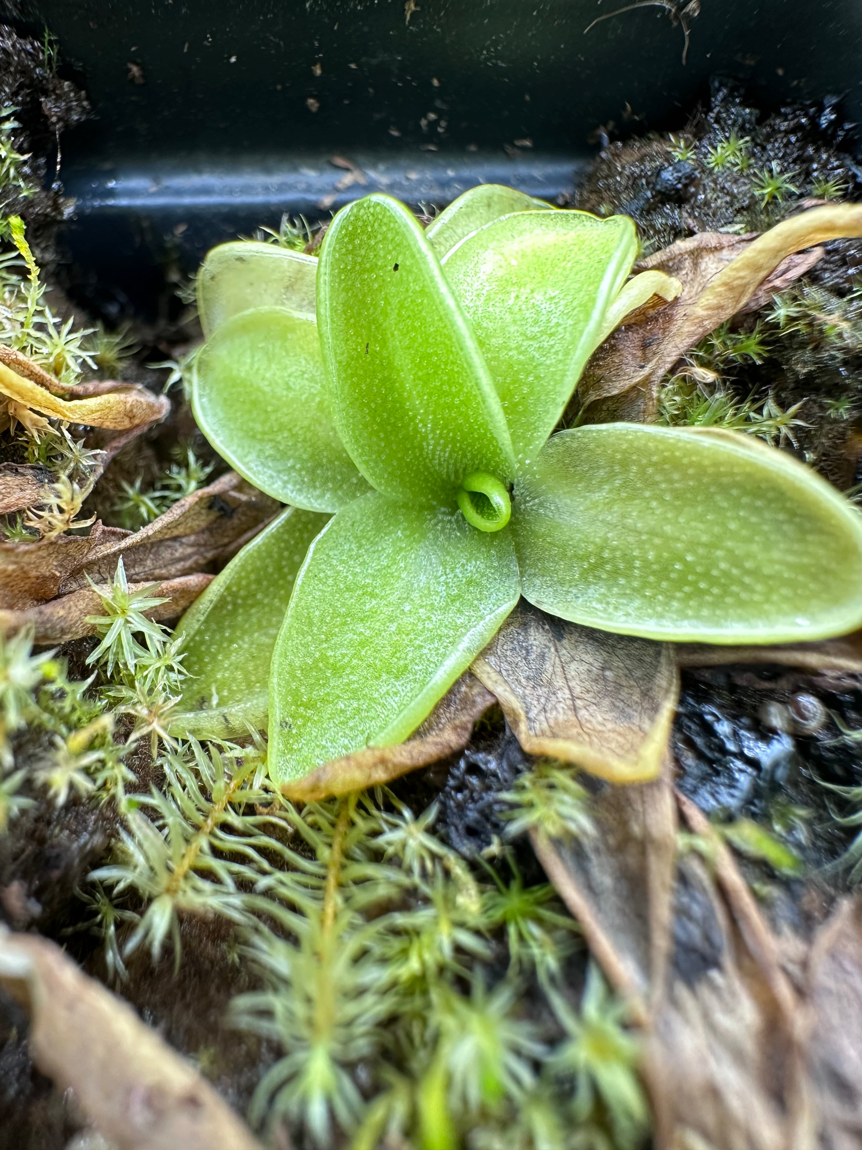 Temperate Pinguicula – Crabcore's Carnivores