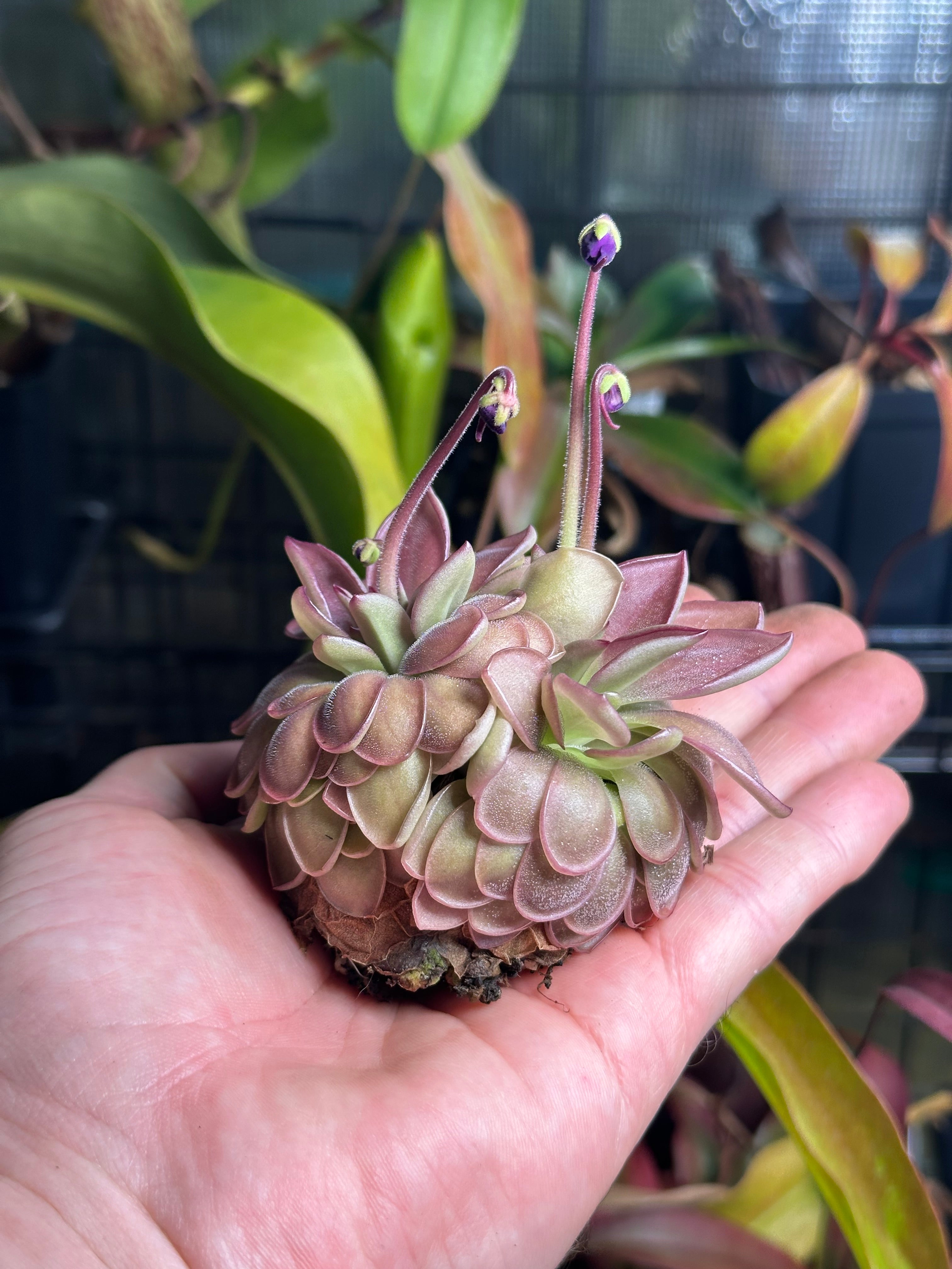 Pinguicula – Crabcore's Carnivores