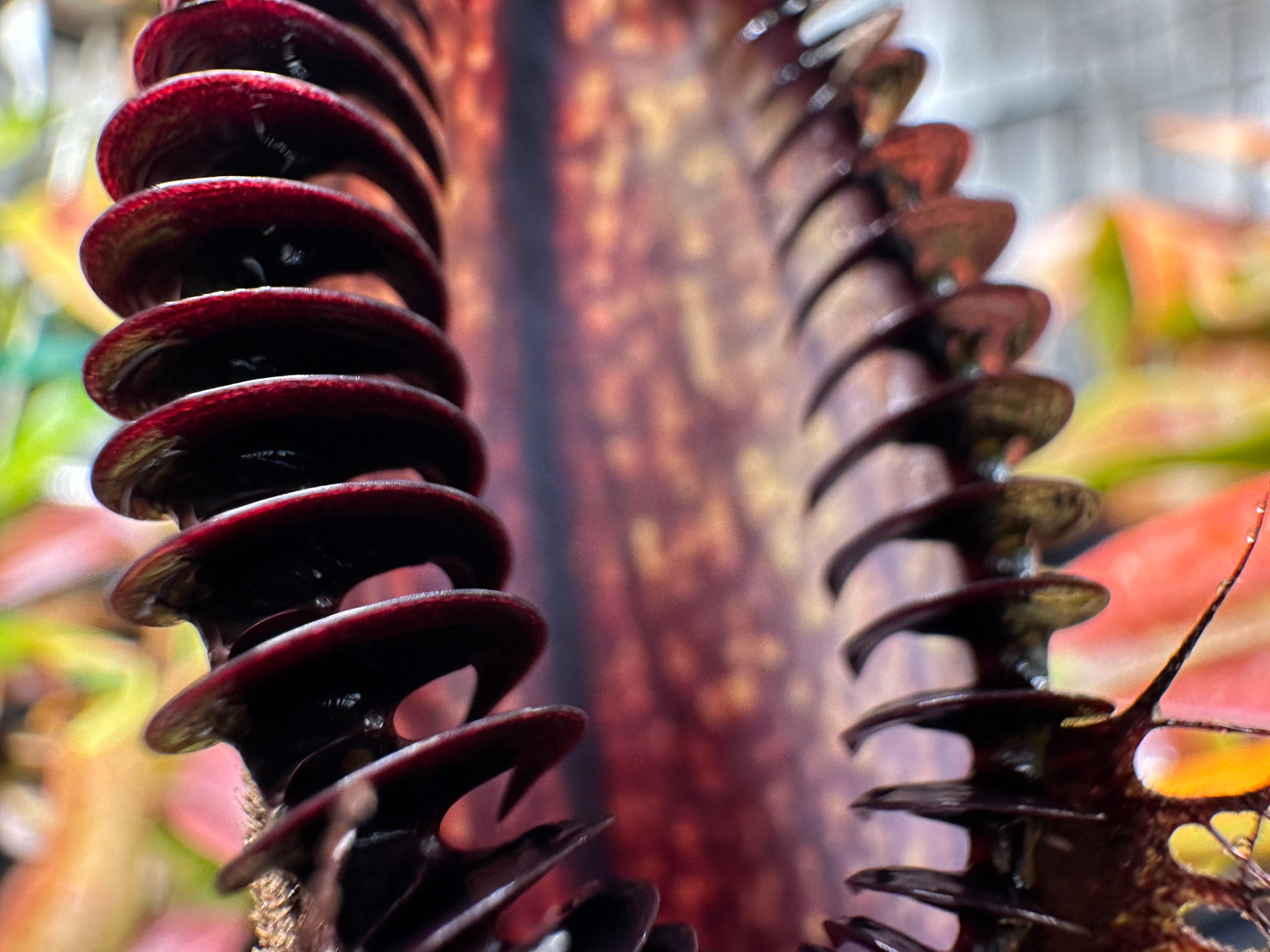 Nepenthes – Crabcore's Carnivores