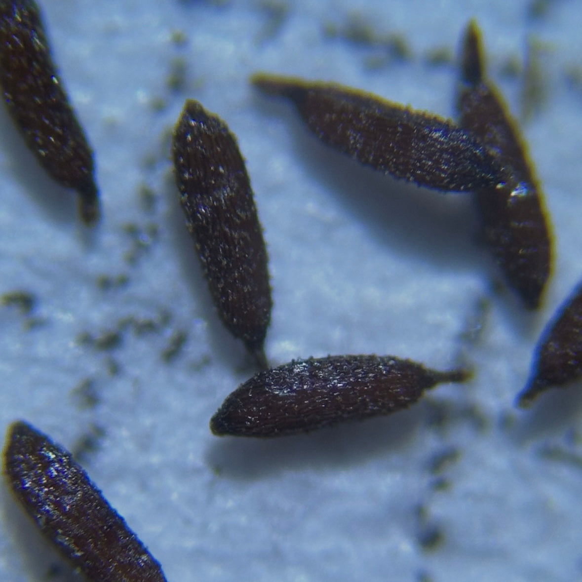 Pinguicula Seeds – Crabcore's Carnivores
