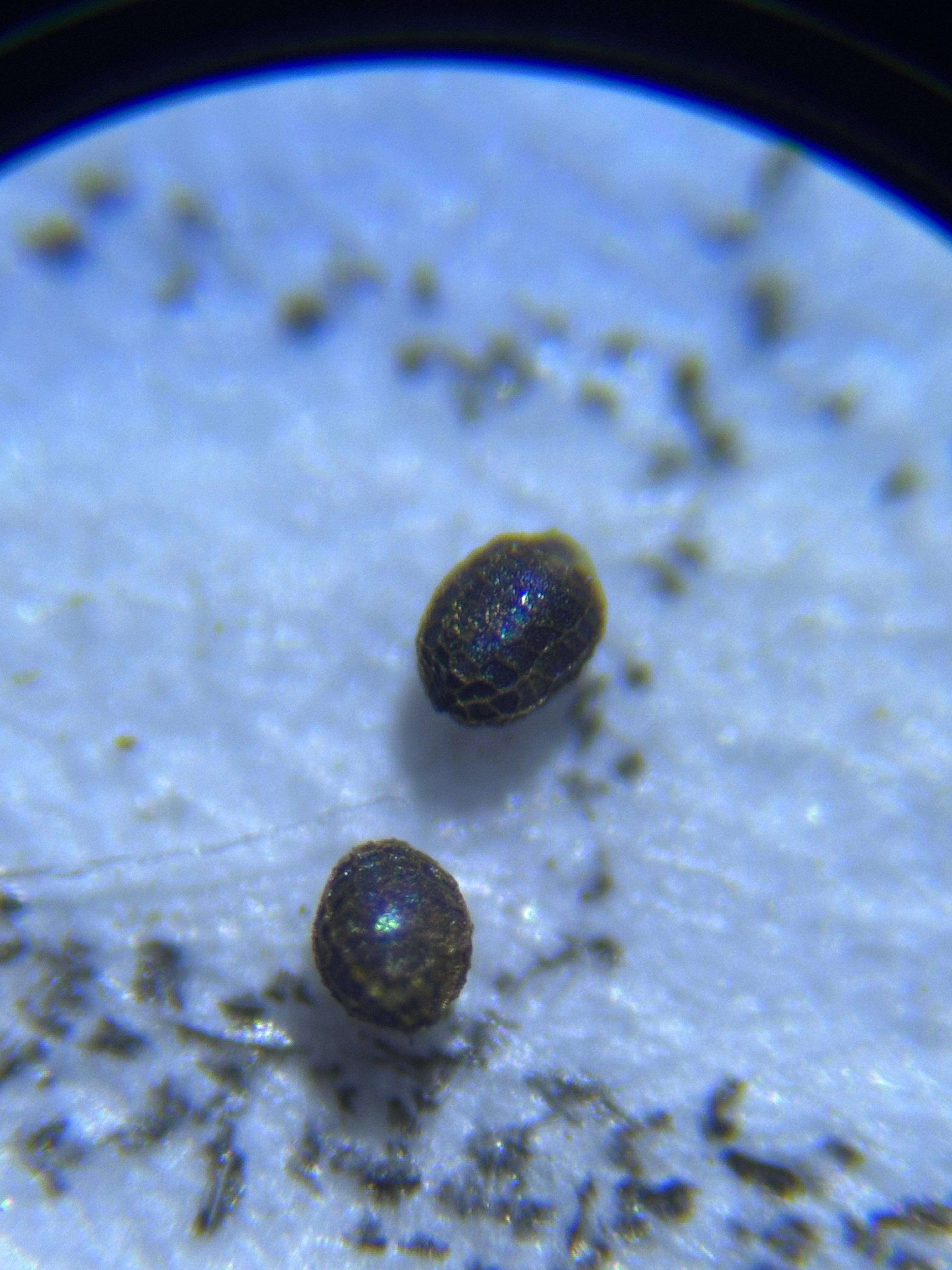 Drosera seeds – Crabcore's Carnivores