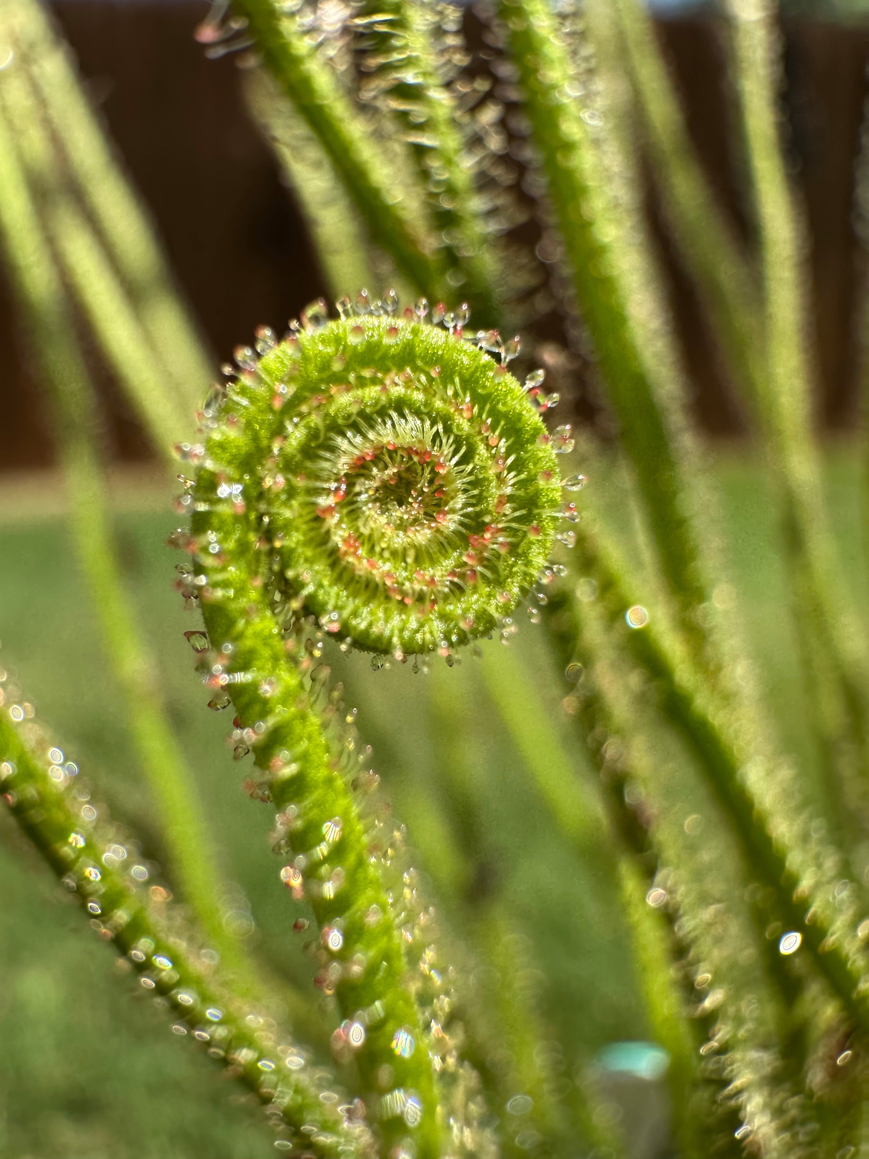Temperate Drosera – Crabcore's Carnivores