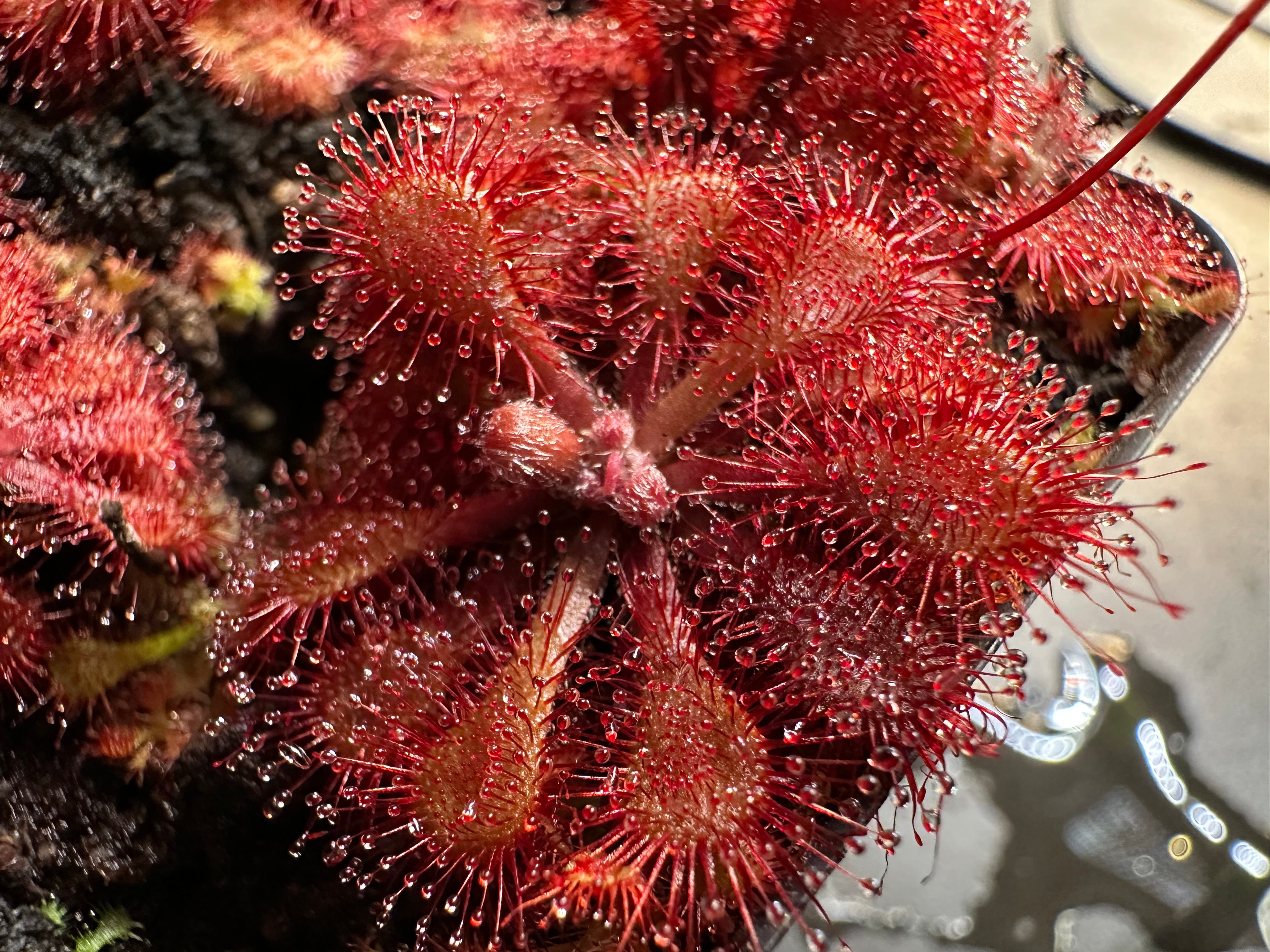 Drosera natalensis seeds 25+ – Crabcore's Carnivores