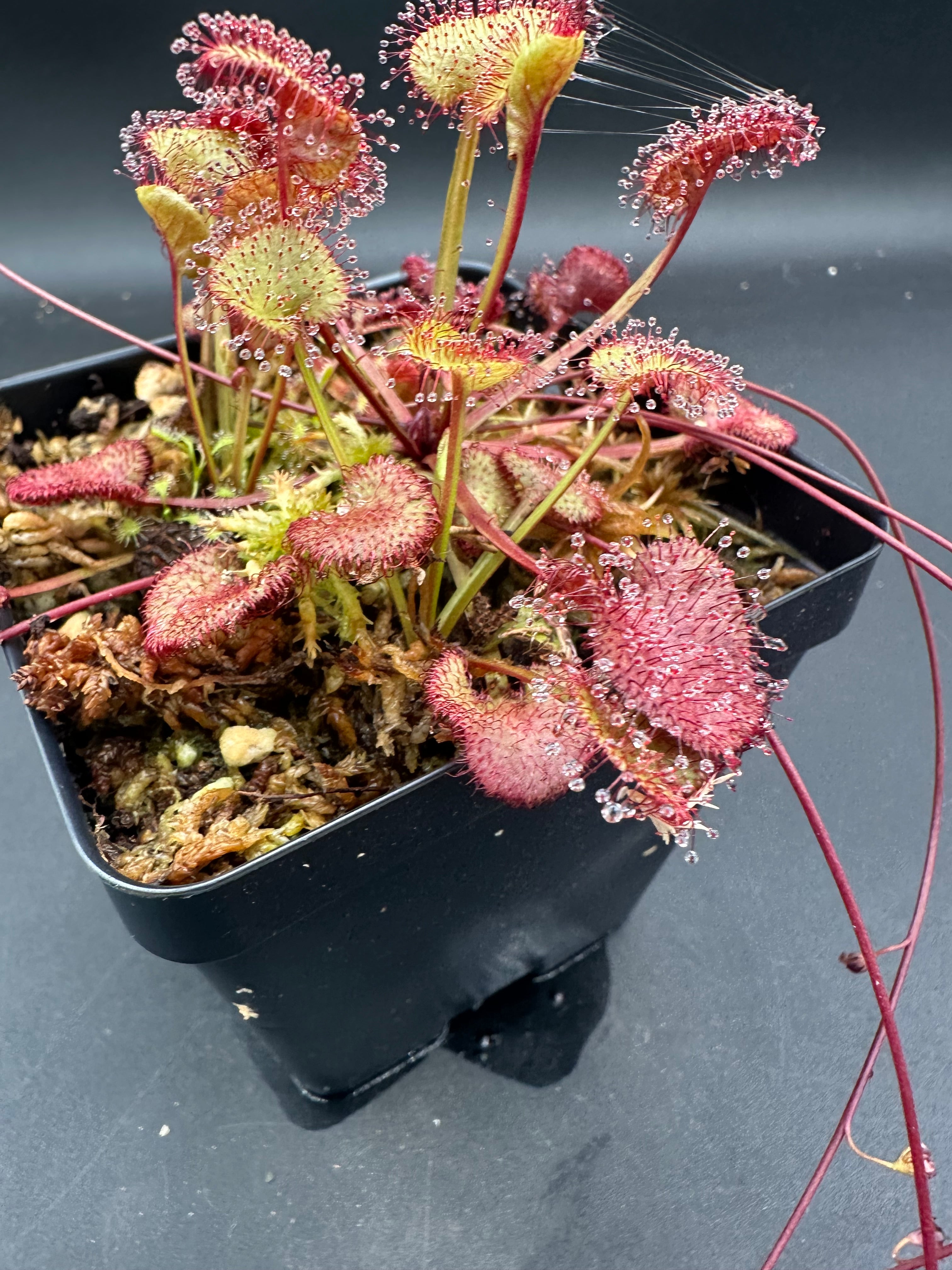 Drosera prolifera – Crabcore's Carnivores