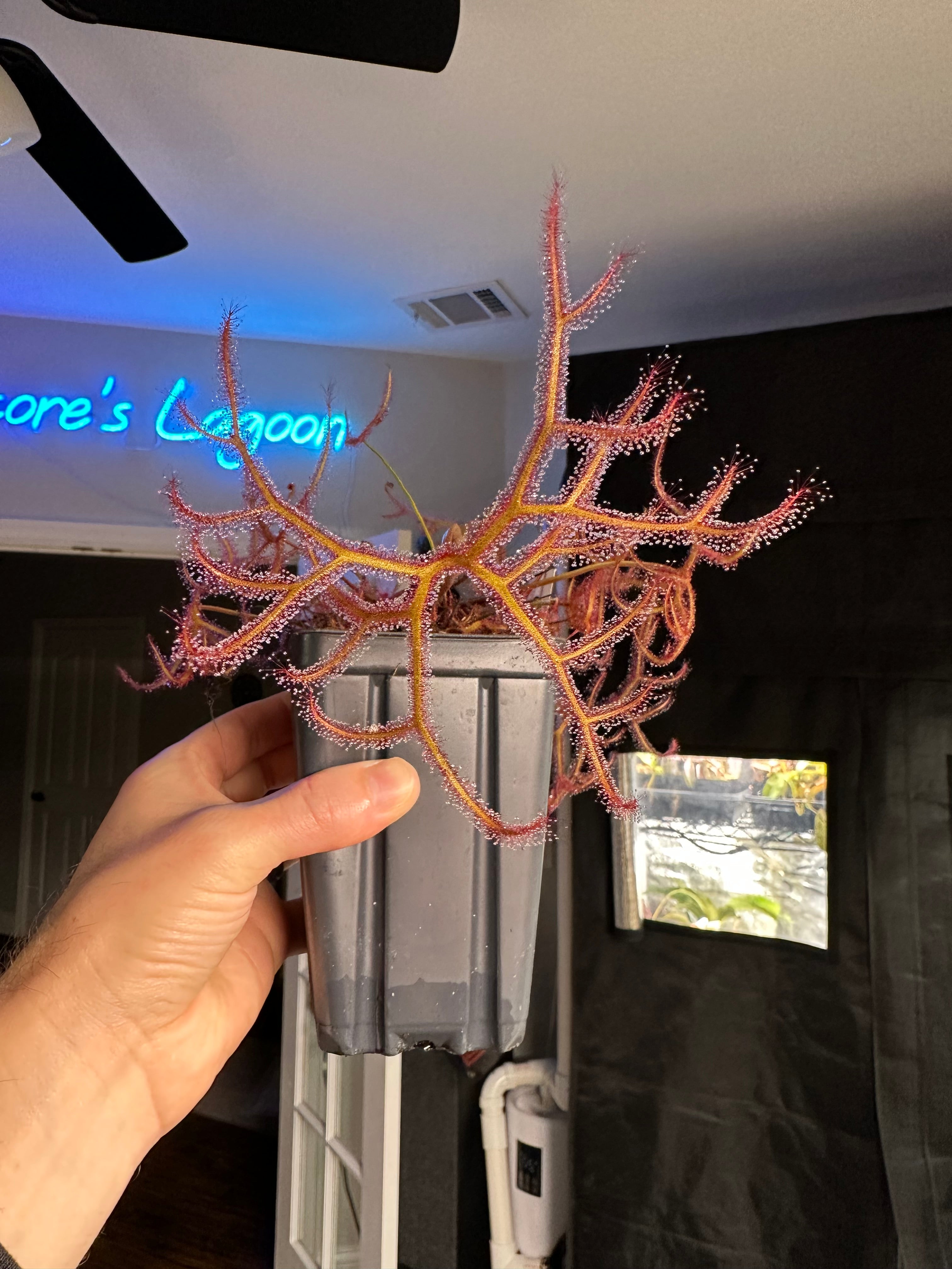 Drosera binata var. multifida seeds – Crabcore's Carnivores