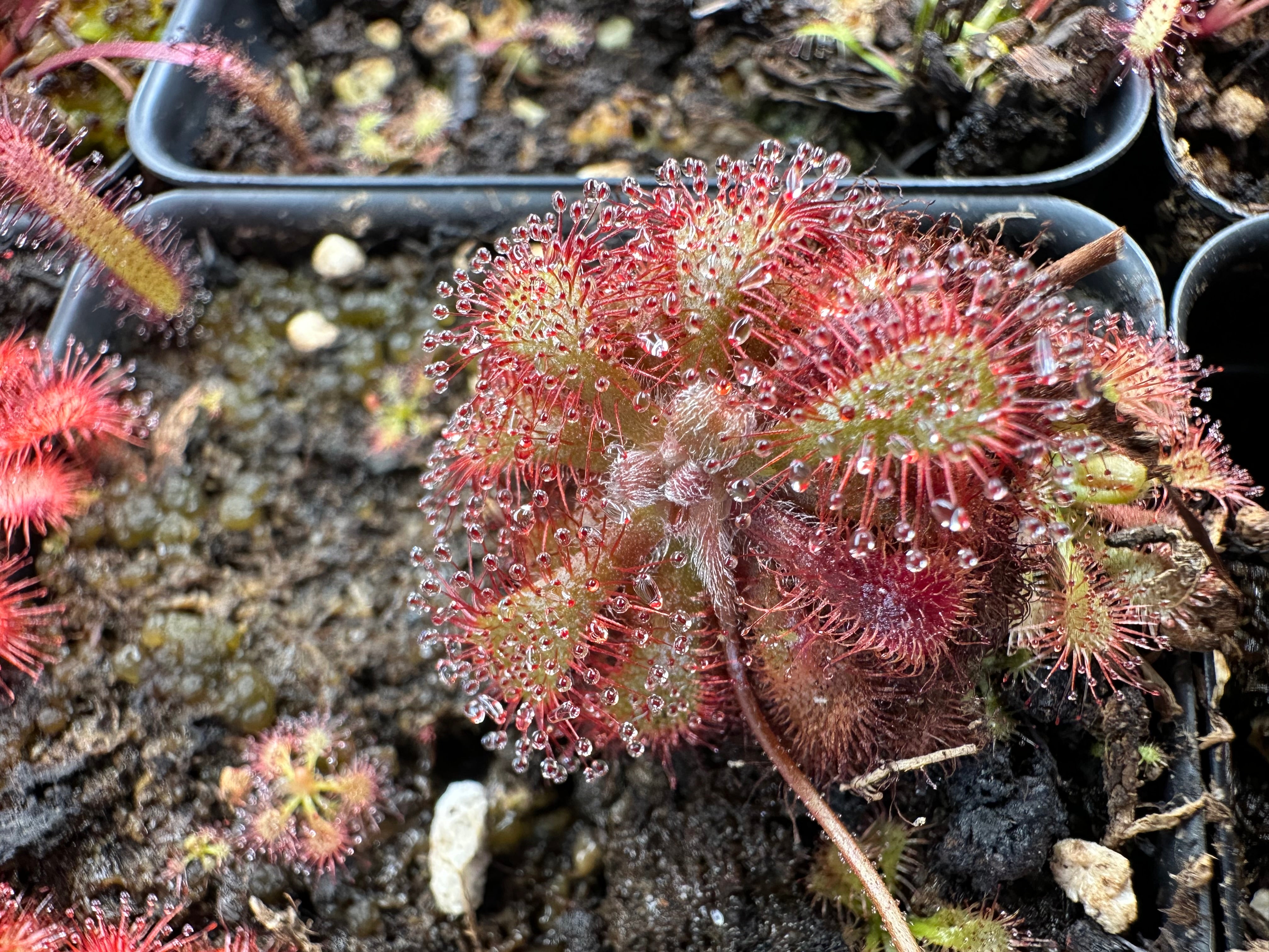 Drosera natalensis Pretty Rosette seeds – Crabcore's Carnivores