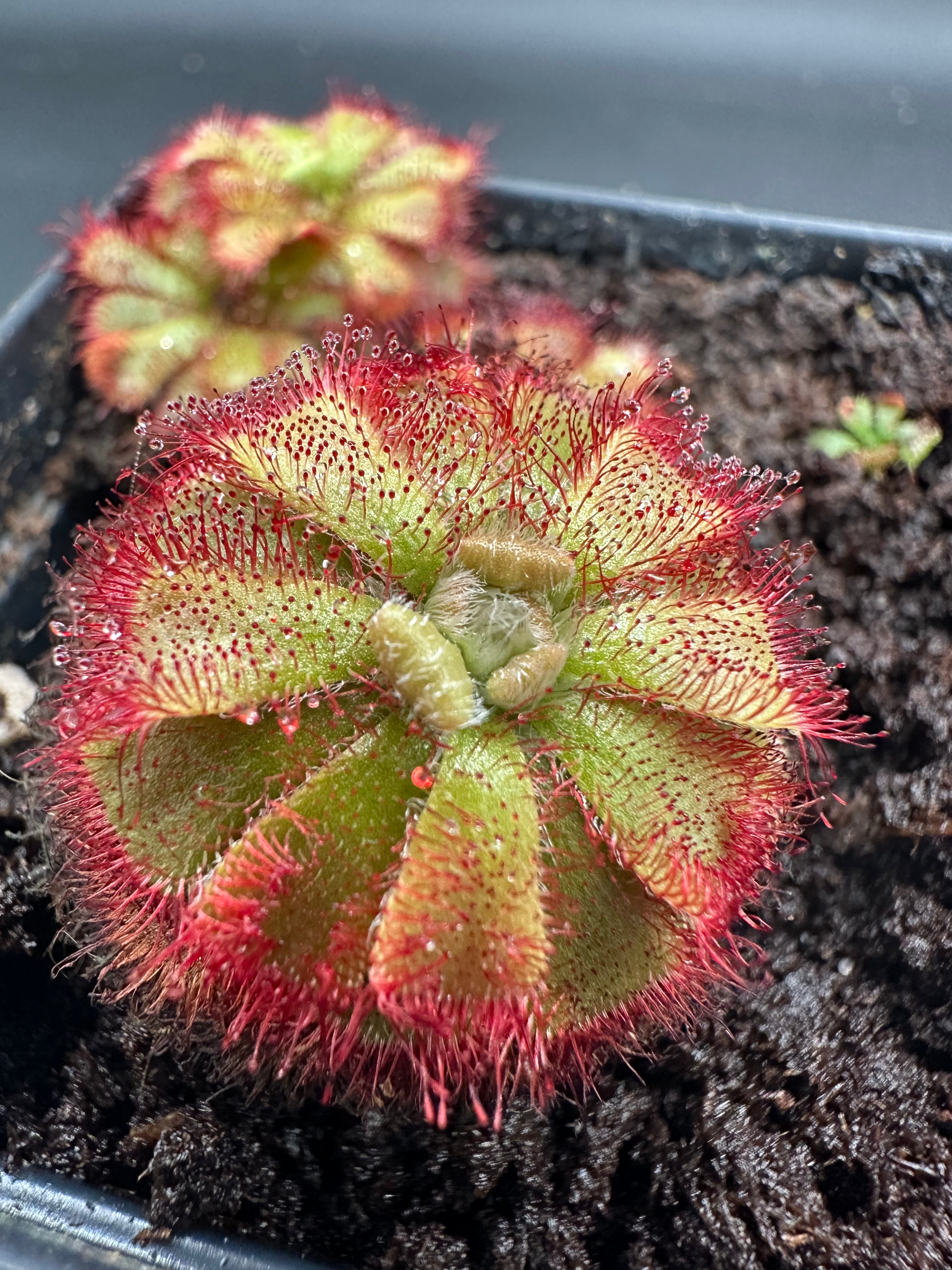 Drosera admirabilis (Palmiet River, ZAF) – Crabcore's Carnivores