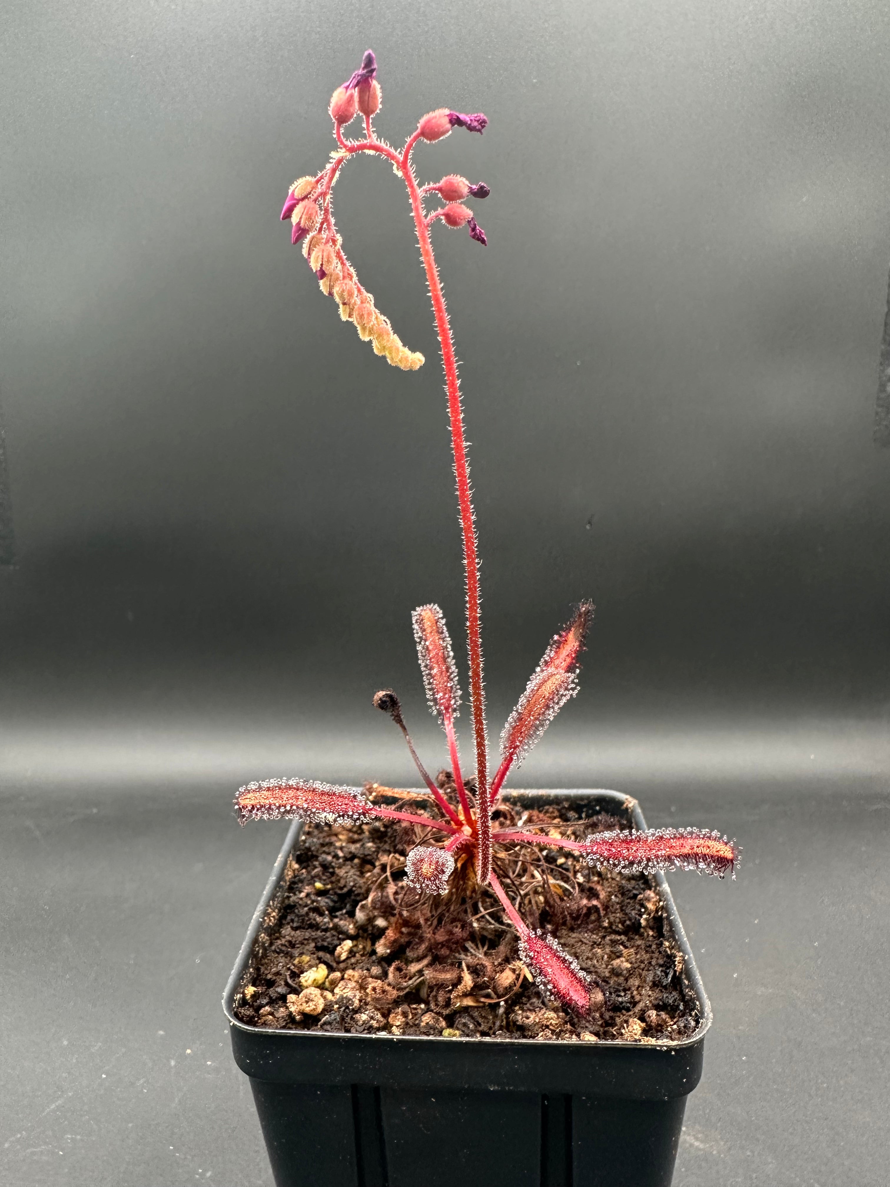 Drosera capensis (Betty's Bay, ZAF) seeds – Crabcore's Carnivores