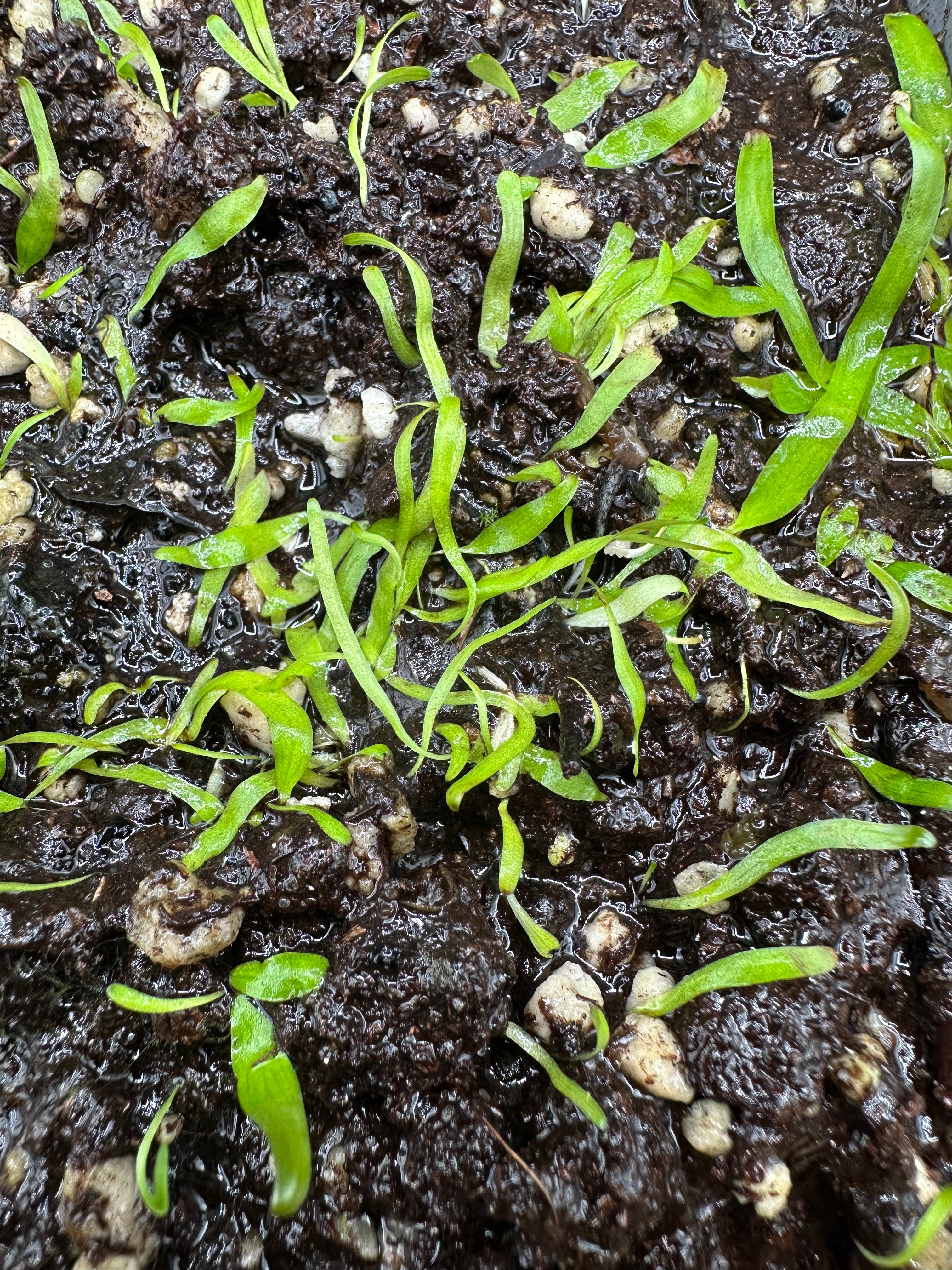 Utricularia prehensilis (Zone 15, ZMB) – Crabcore's Carnivores
